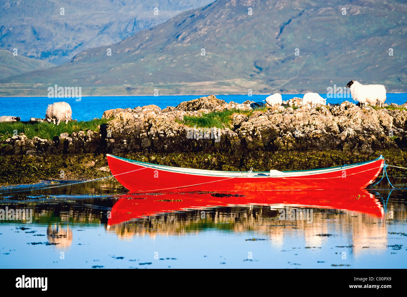 Sheep on rocks by boat at Skye Stock Photo - Alamy