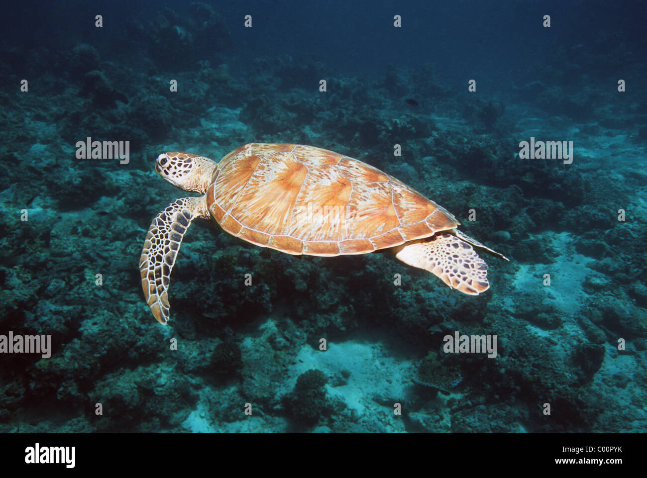 Green sea turtle swimming over coral reef hi-res stock photography and ...
