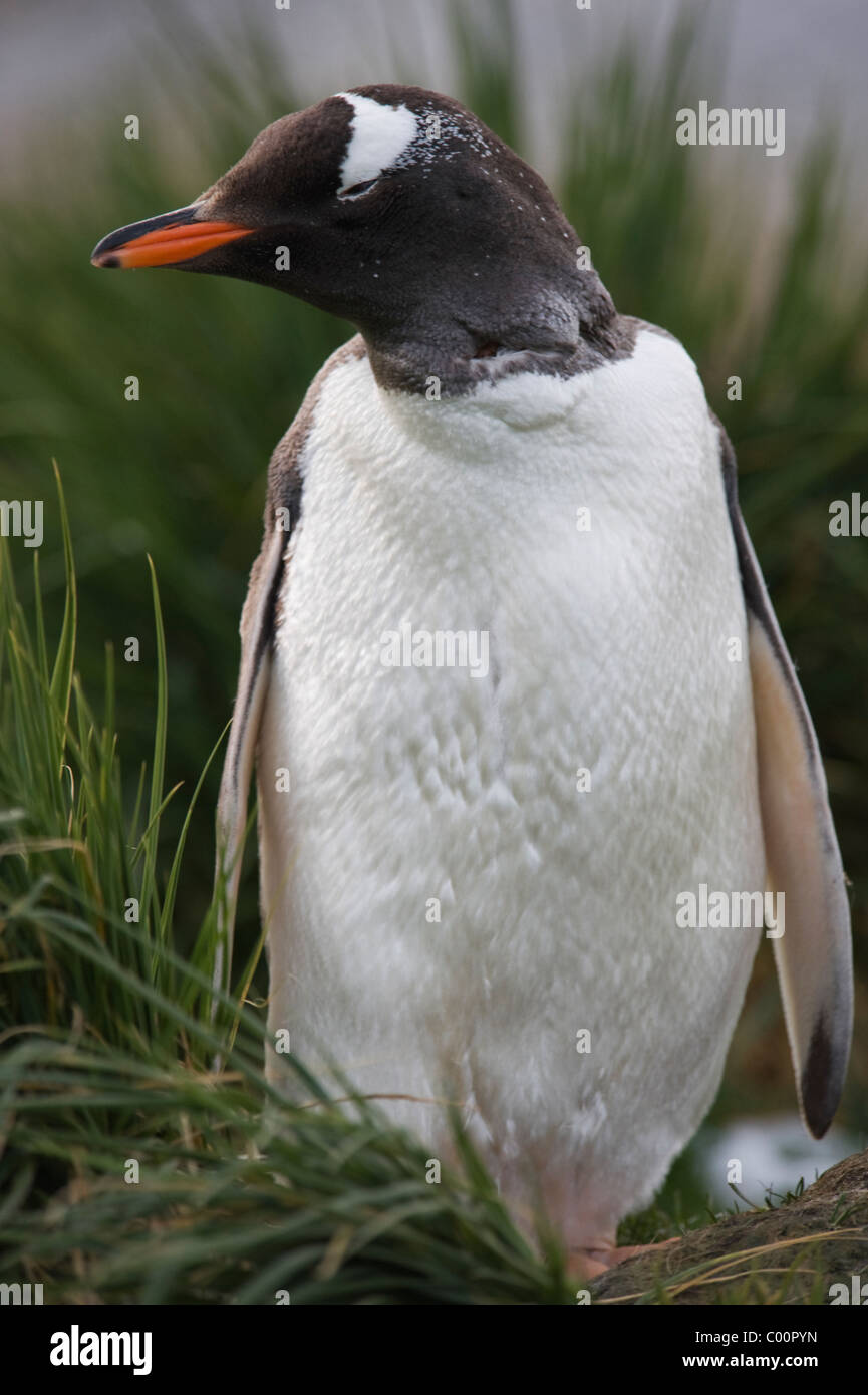 Grumpy penguin hi-res stock photography and images - Alamy