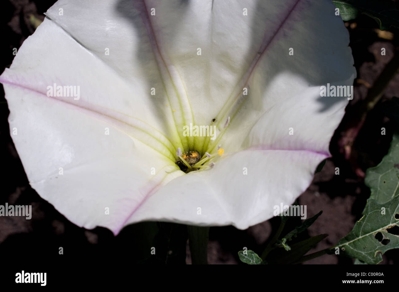 Vespertine flower hi-res stock photography and images - Alamy