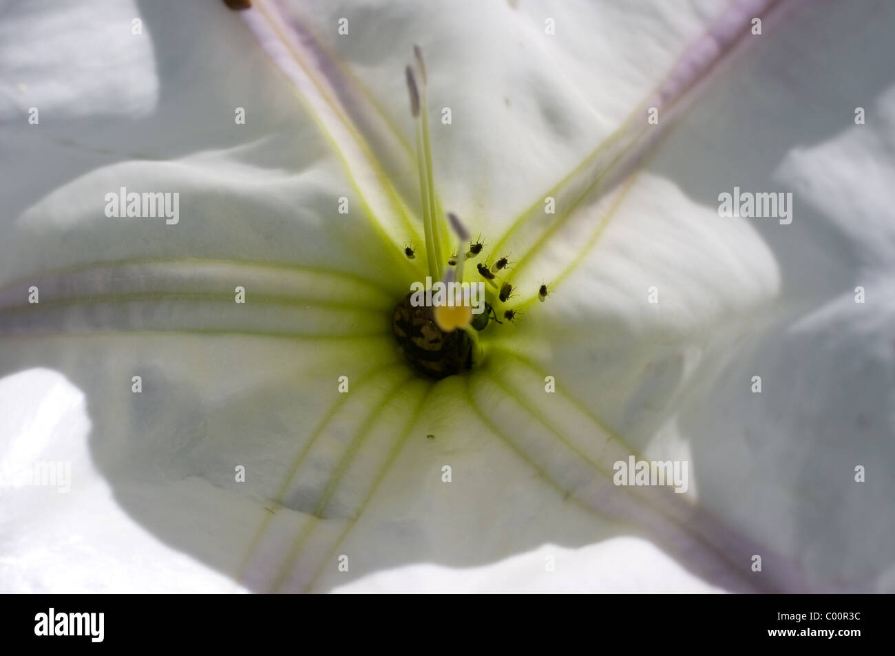 Tiny insects feeding from Devil´s trumpet flower (Toloache / Datura sp ...