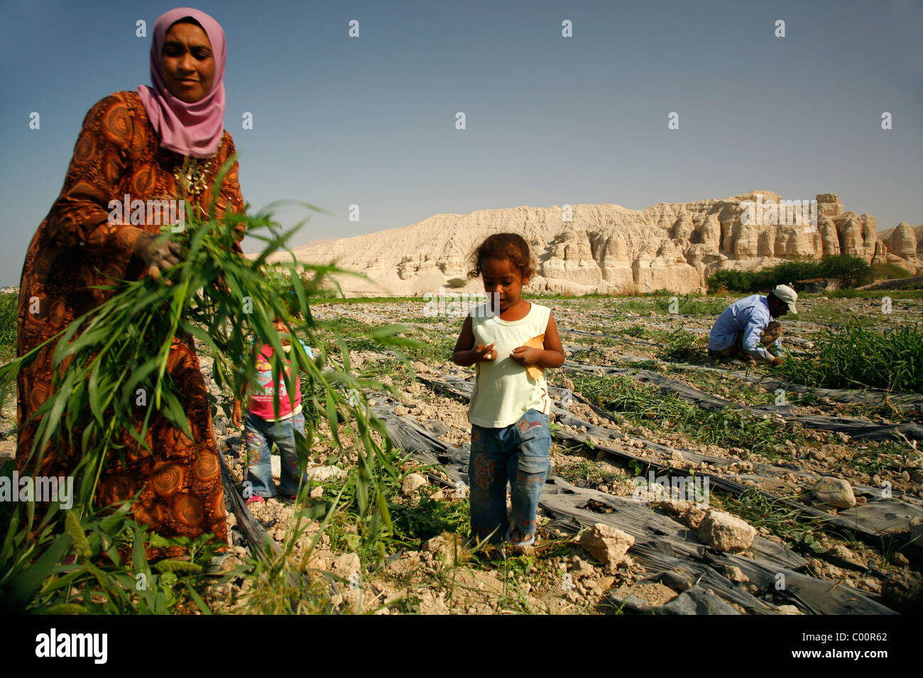 People working in the in a field in Lisan Peninsula area next to the ...