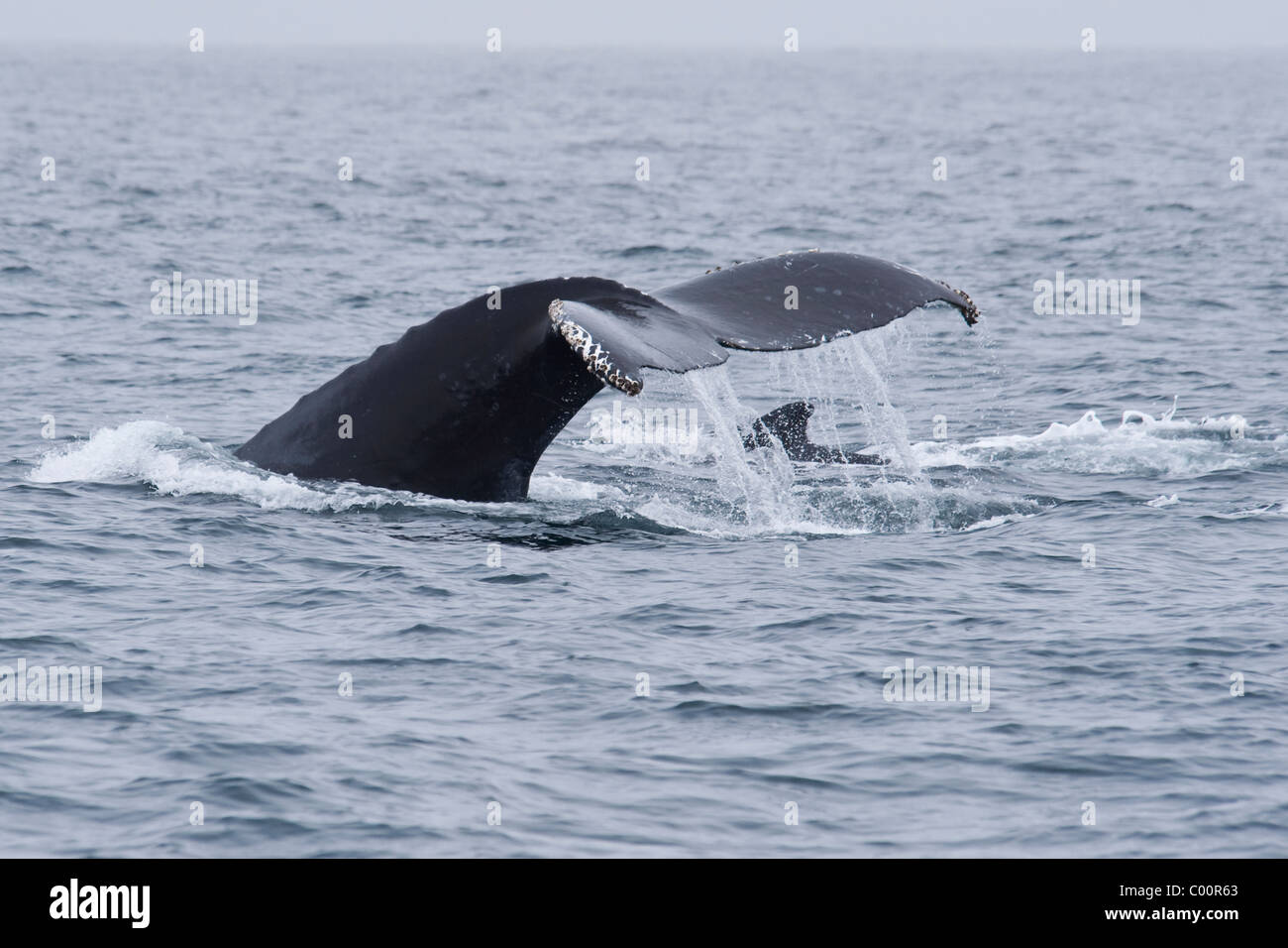 Humpback Whale (Megaptera novaeangliae) adult animal fluking. Monterey ...
