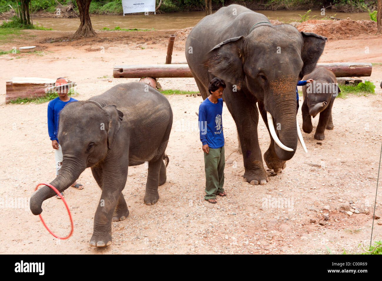 Elephant training camp Chiang Dao at Chiang Mai province, Thailand ...