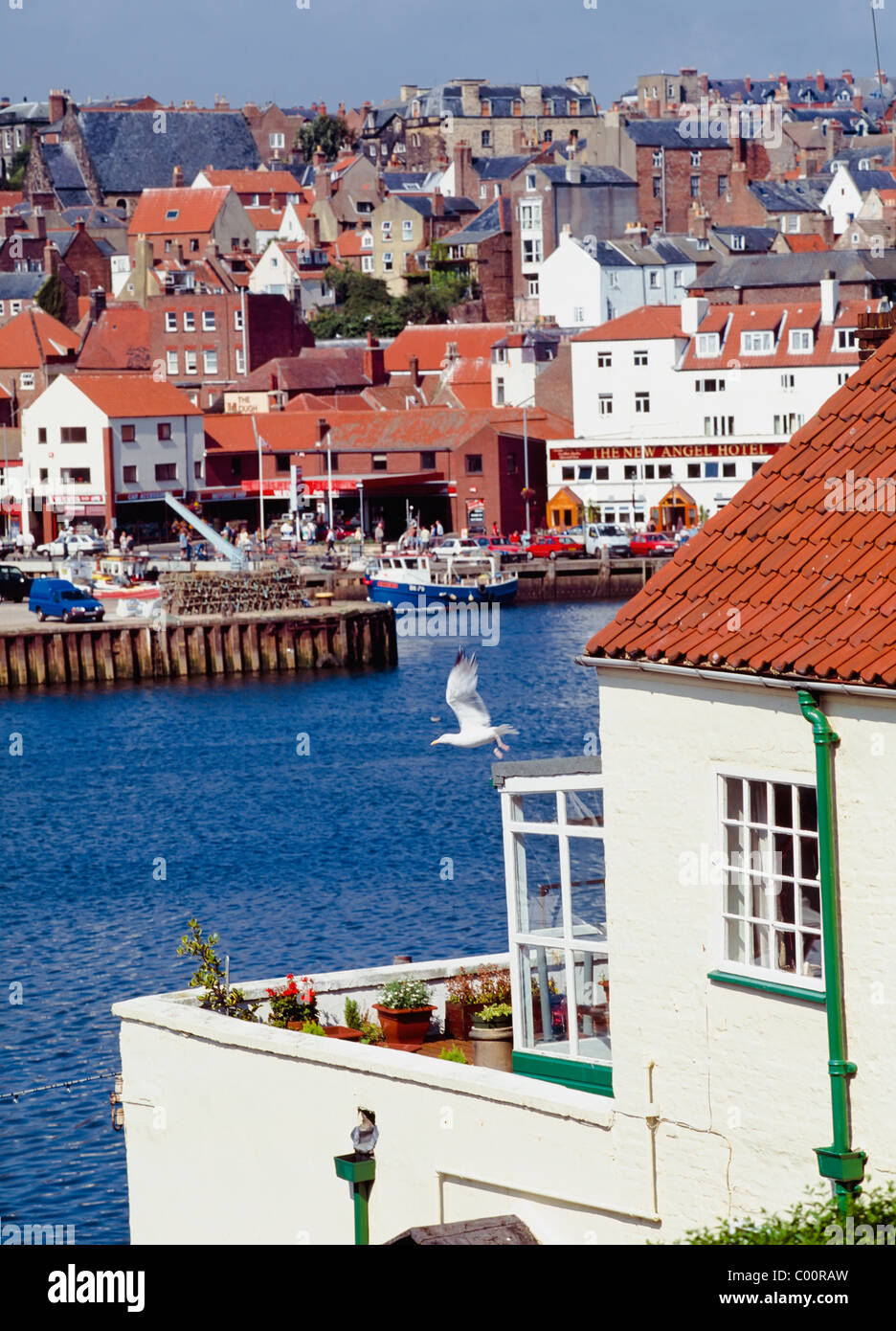 Whitby birds hi-res stock photography and images - Alamy