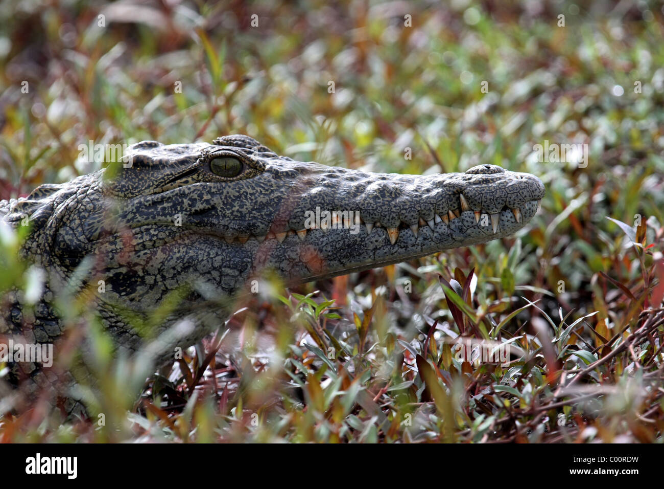 Nile crocodile head hi-res stock photography and images - Alamy