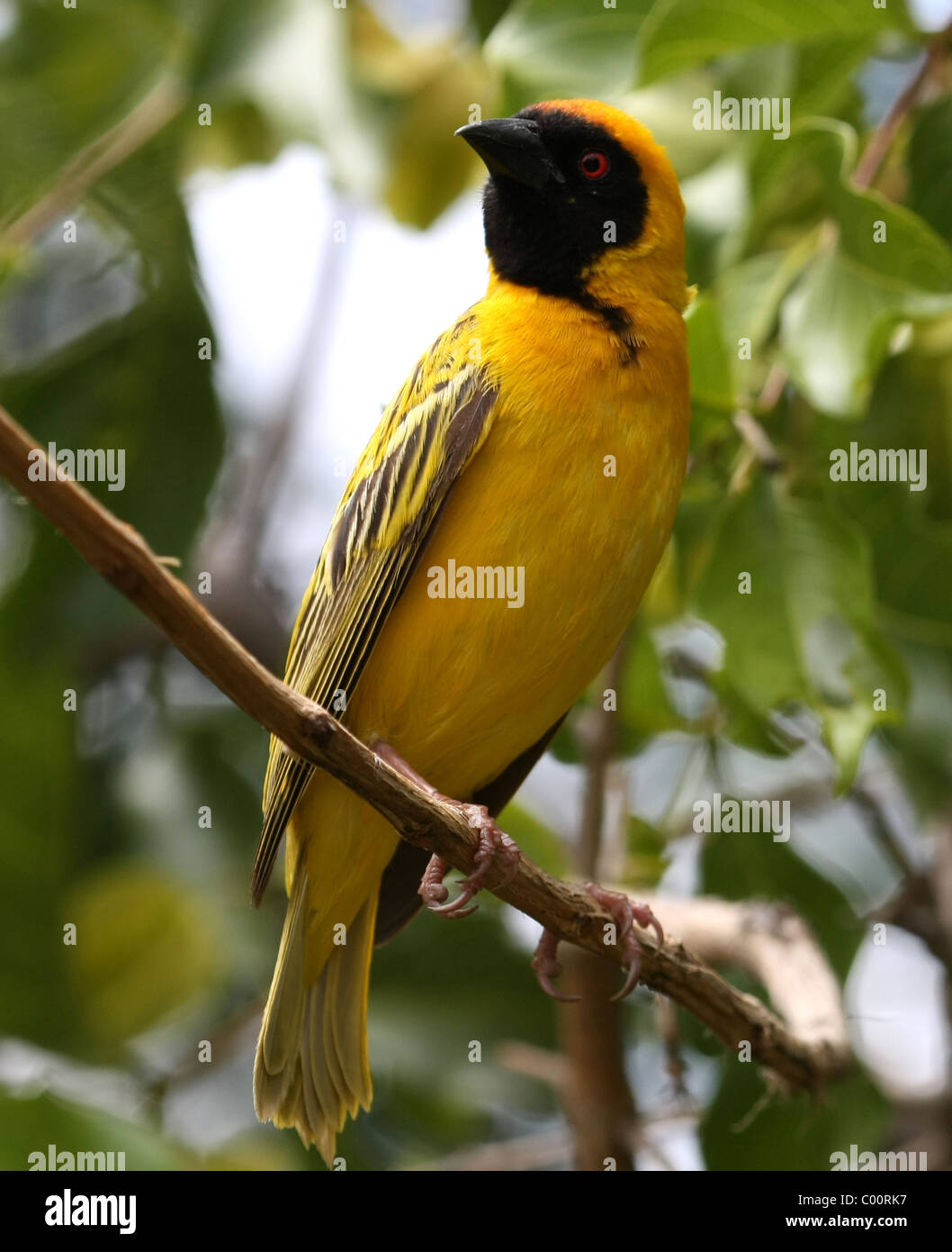 Masked weaver bird hi-res stock photography and images - Alamy