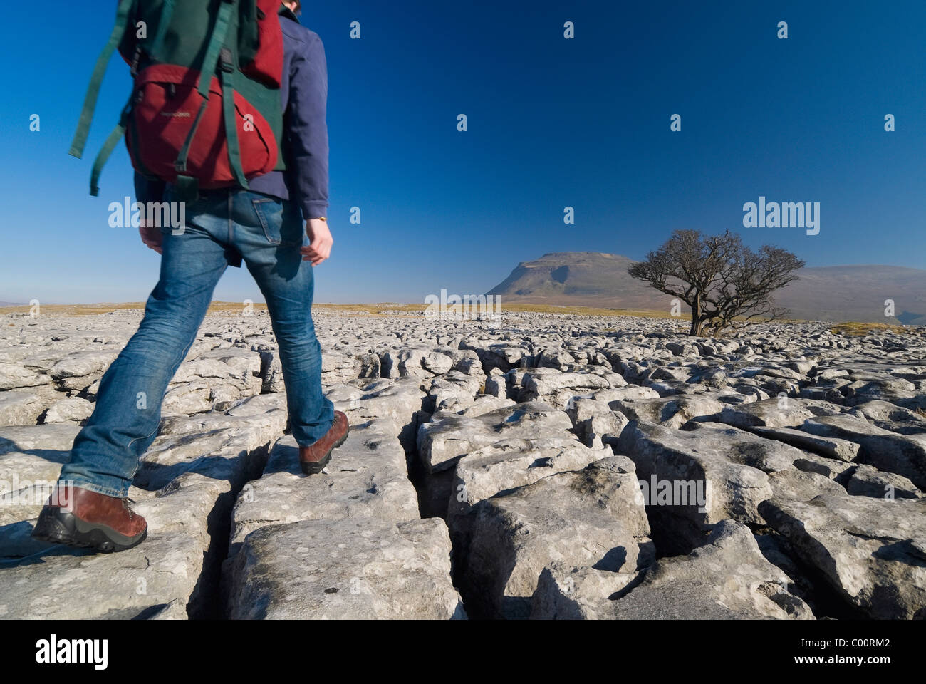 Hiker walking across limestone pavement Stock Photo - Alamy
