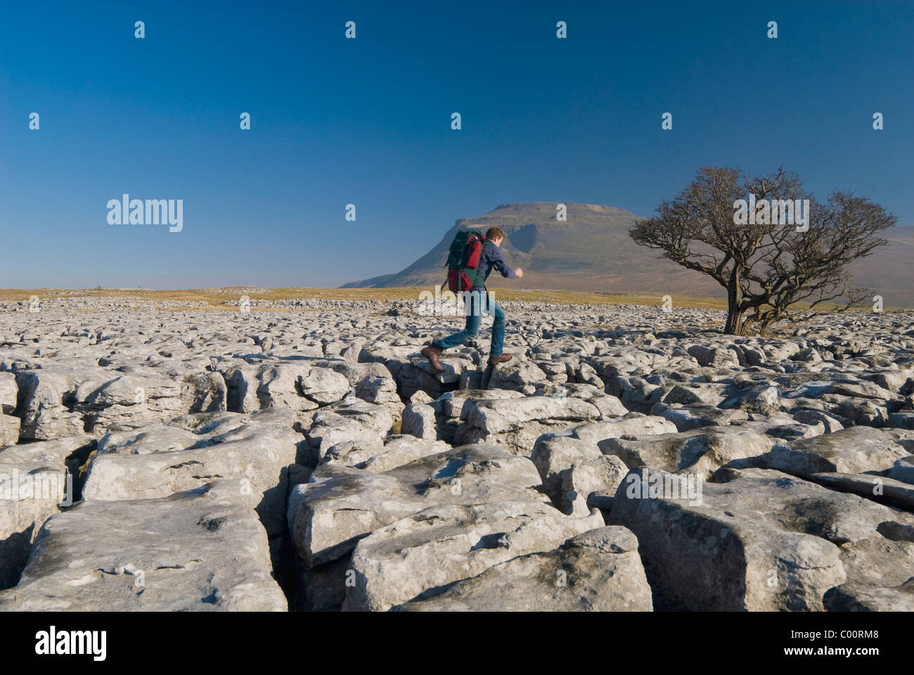 Hiker walking across limestone pavement Stock Photo - Alamy
