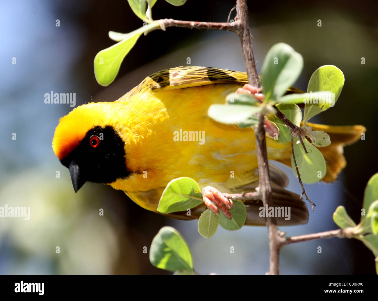 Masked Weaver Bird High Resolution Stock Photography and Images - Alamy