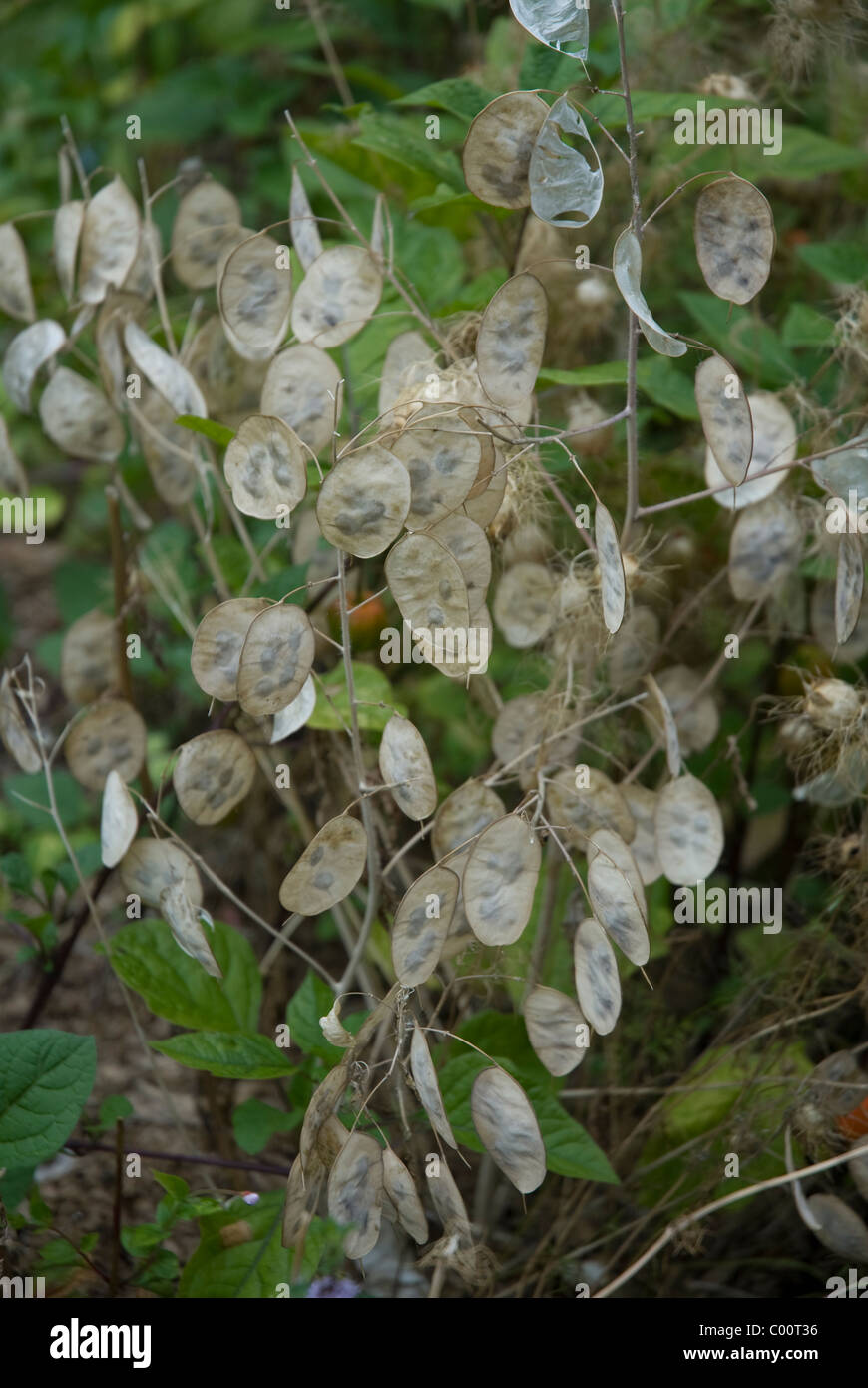 Lunaria in the Herb Garden in the grounds of the Geffrye Museum 136 ...