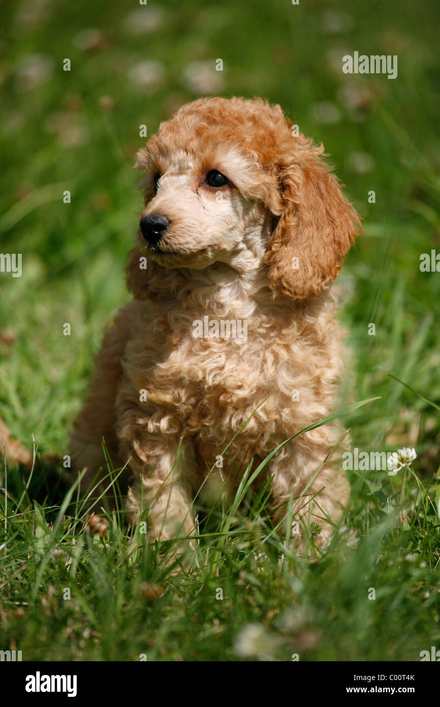 Pudel Welpe / Poodle Puppy Stock Photo - Alamy