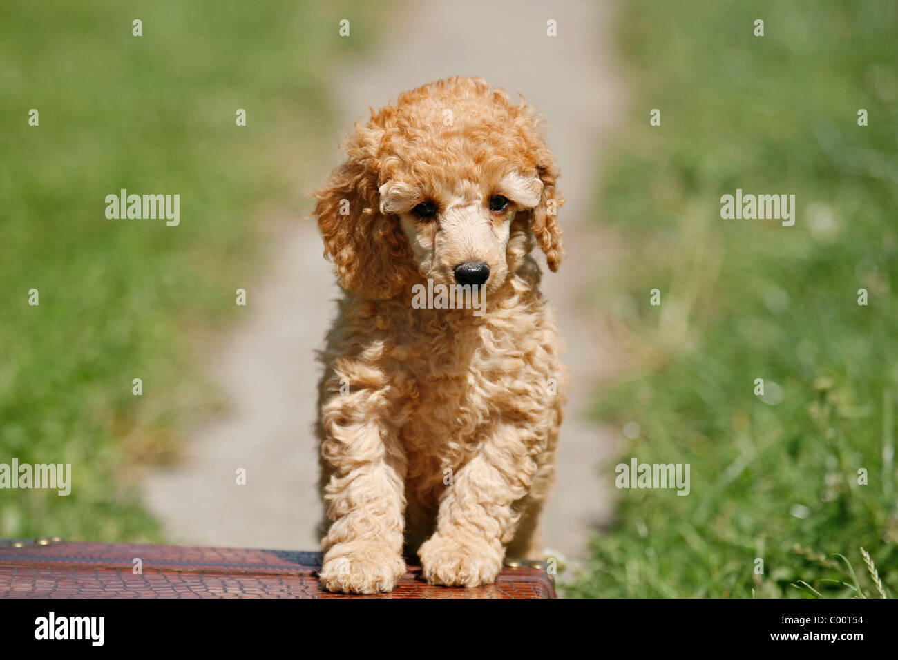 Pudel Welpe / Poodle Puppy Stock Photo - Alamy