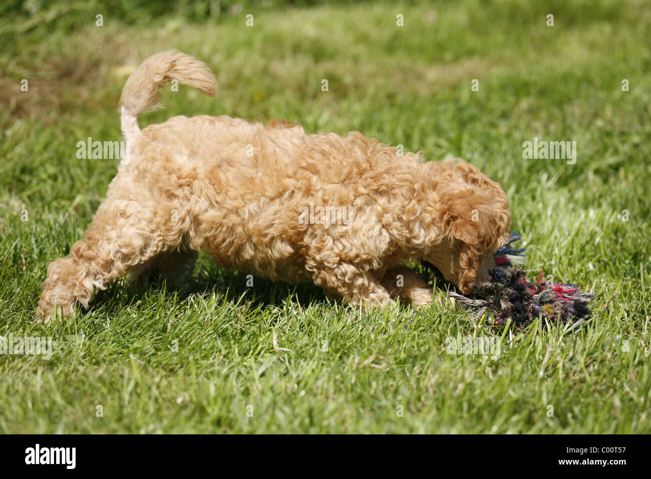 Pudel toy hi-res stock photography and images - Alamy