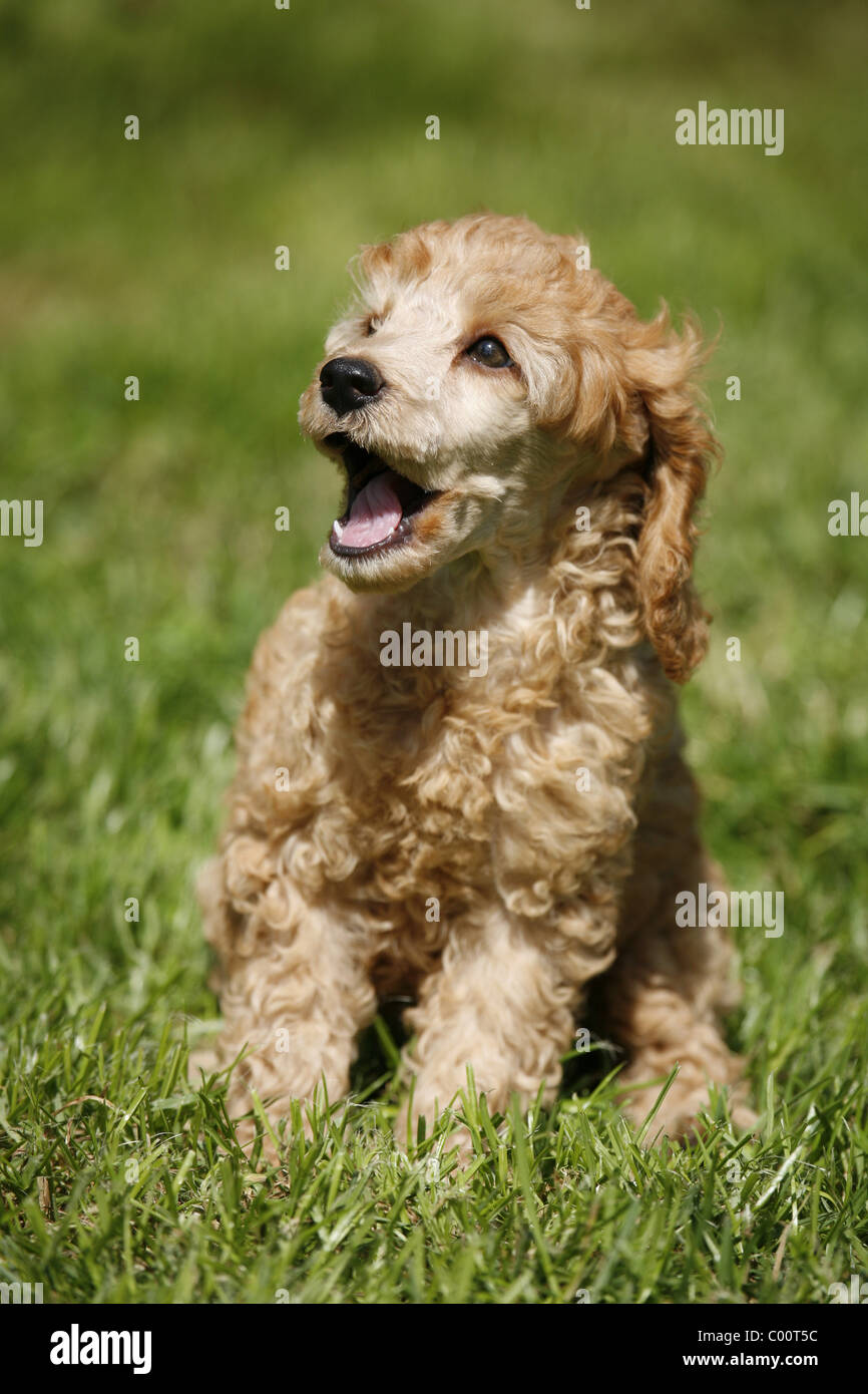 Pudel Welpe / Poodle Puppy Stock Photo - Alamy
