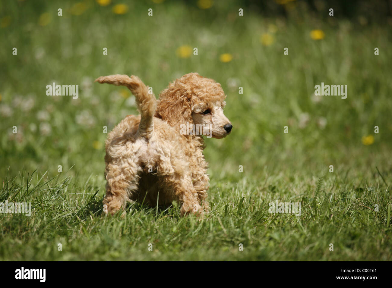 Pudel Welpe / Poodle Puppy Stock Photo - Alamy