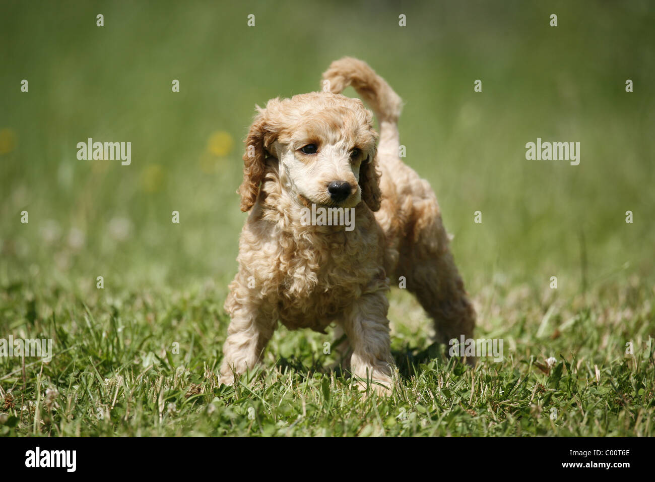 Pudel Welpe / Poodle Puppy Stock Photo - Alamy