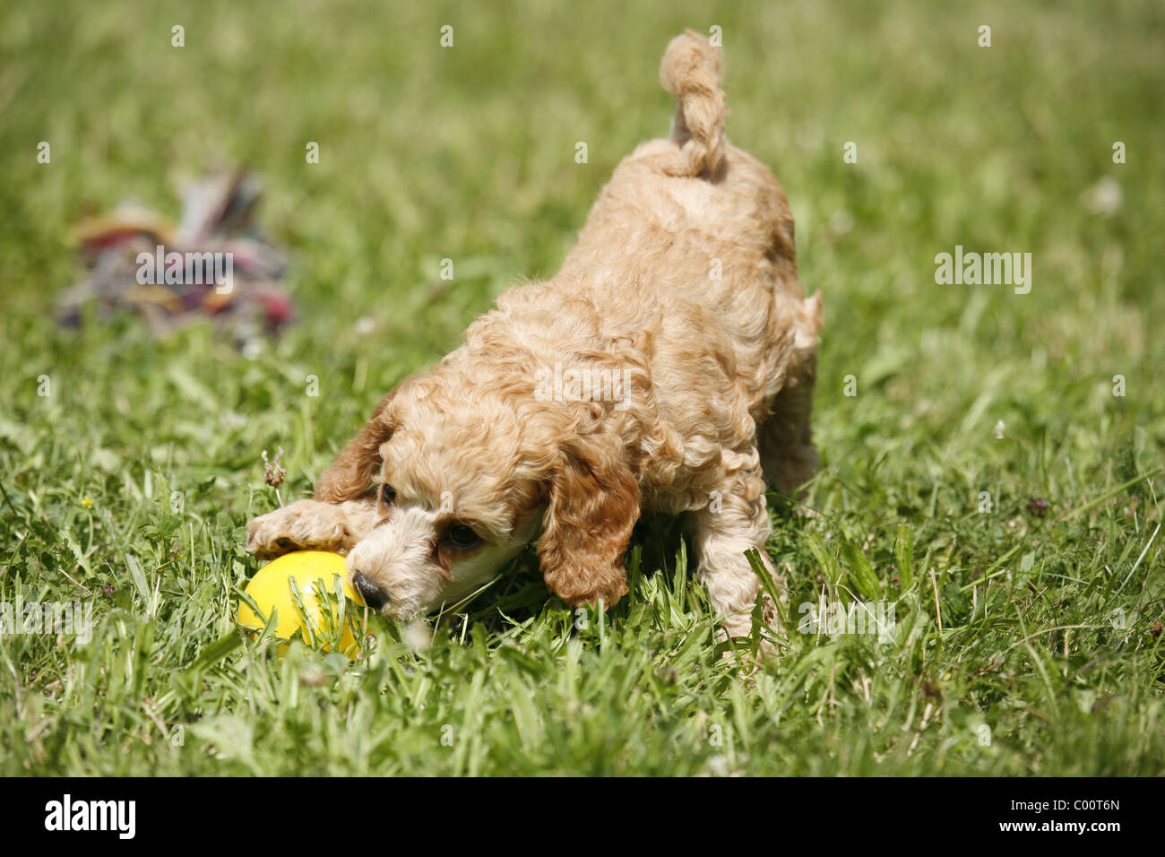 Pudel Welpe / Poodle Puppy Stock Photo - Alamy