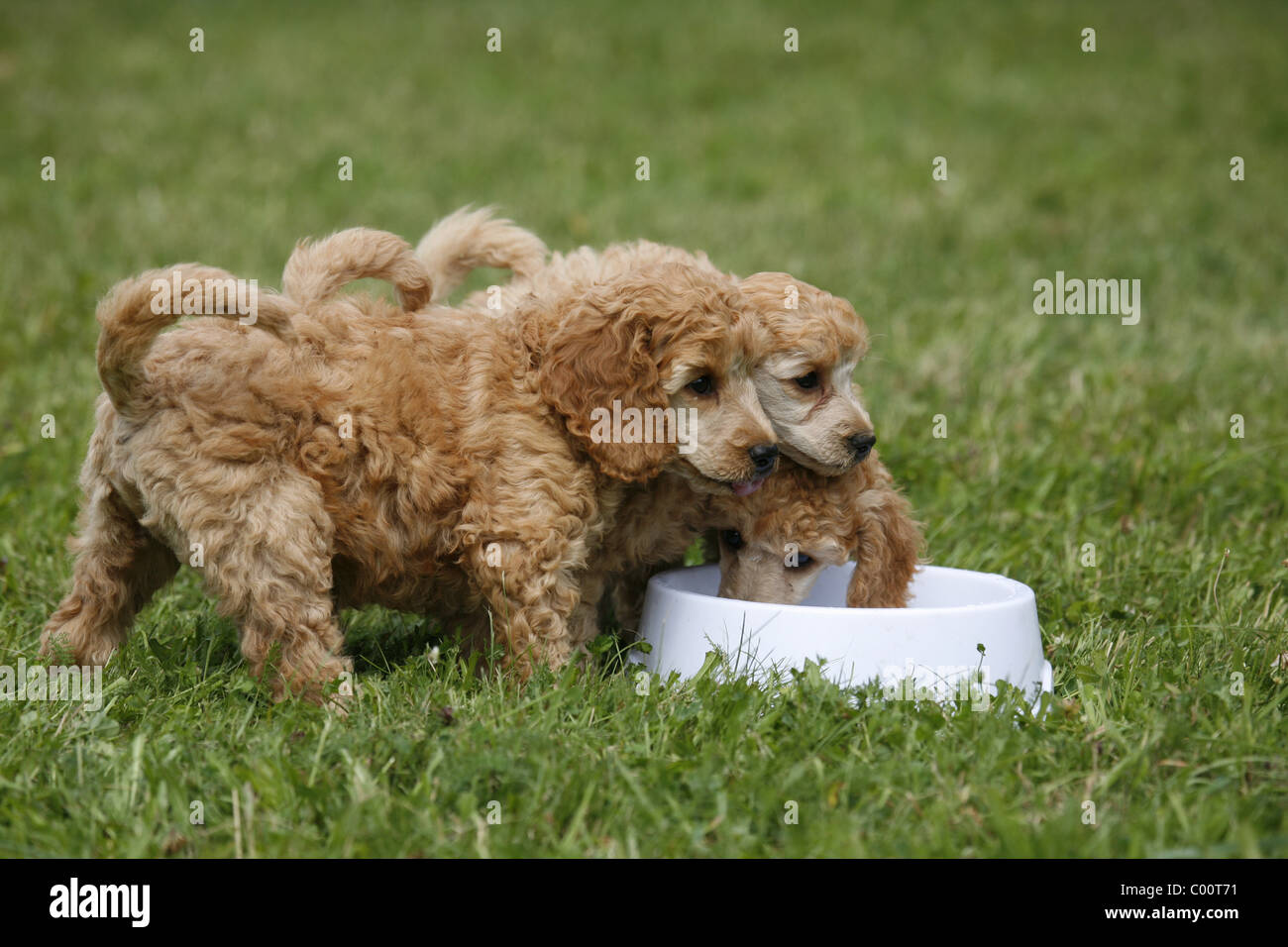 Pudel Welpe / Poodle Puppy Stock Photo - Alamy