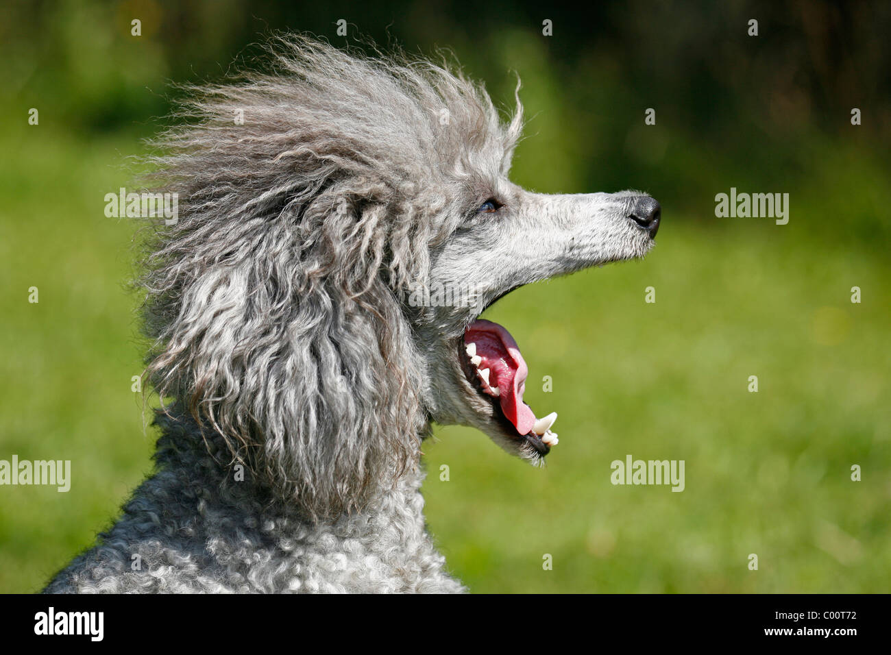 gähnender Pudel / yawning poodle Stock Photo - Alamy