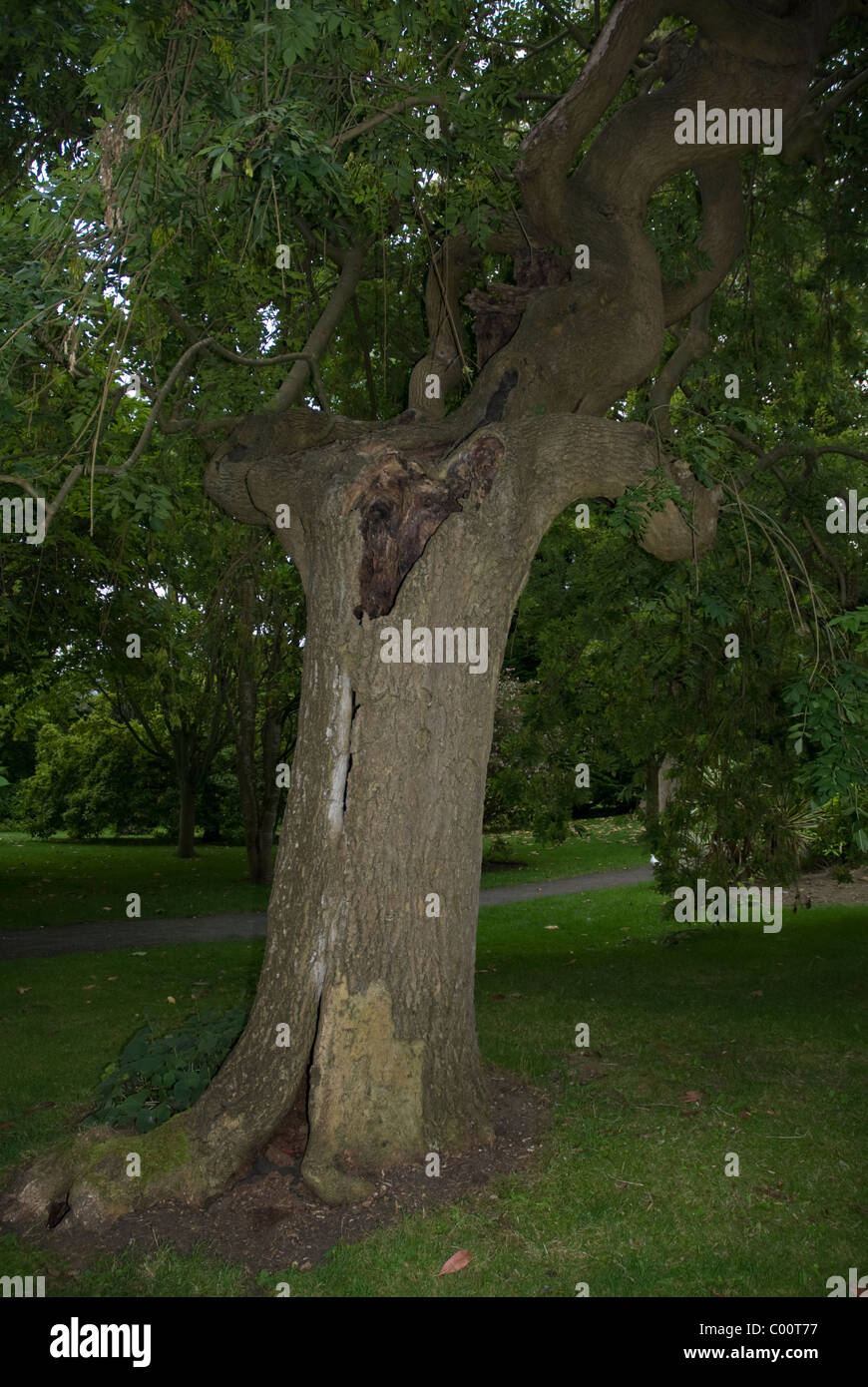 Fraxinus Excelsior Pendula