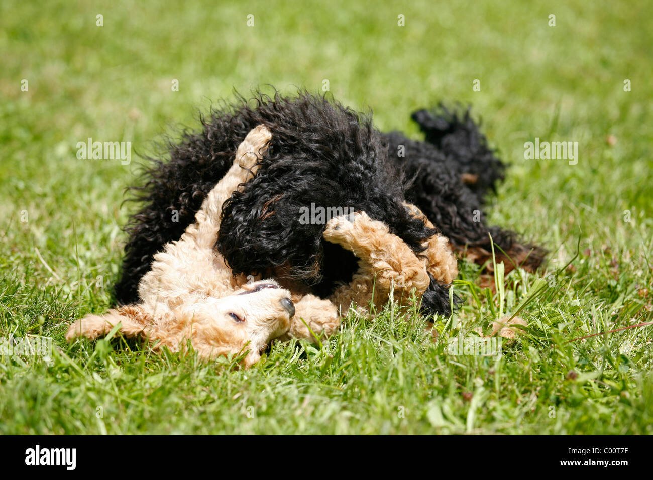 Pudel / Poodle Stock Photo - Alamy