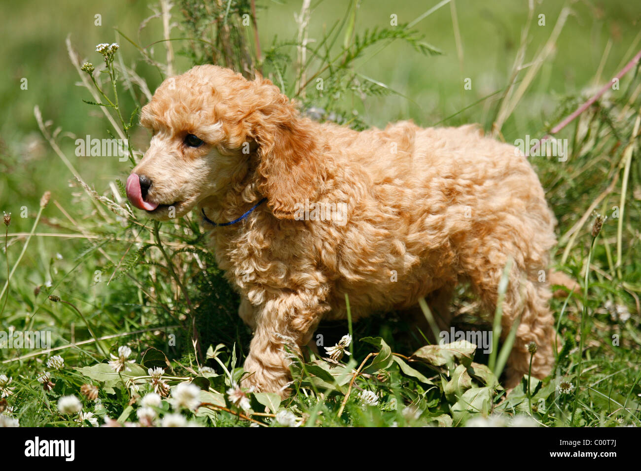 Pudel Welpe / Poodle Puppy Stock Photo - Alamy