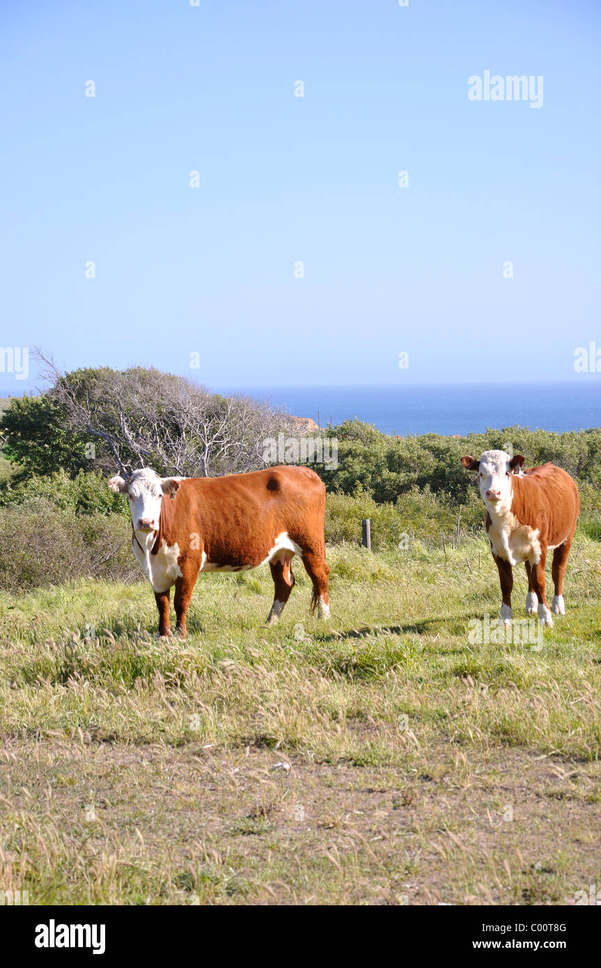 California cows, USA Stock Photo - Alamy