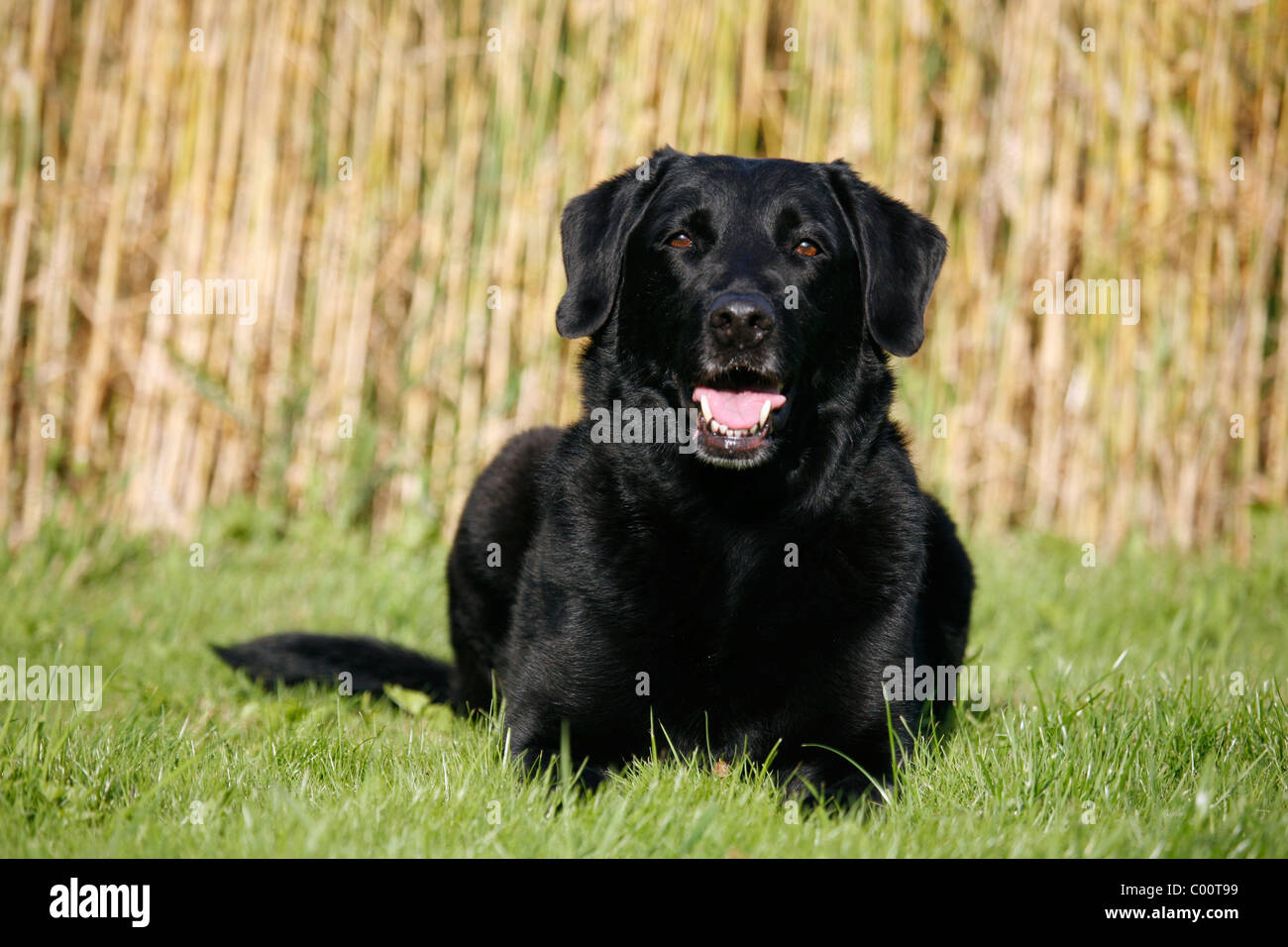 schwarzer Hund / black dog Stock Photo - Alamy