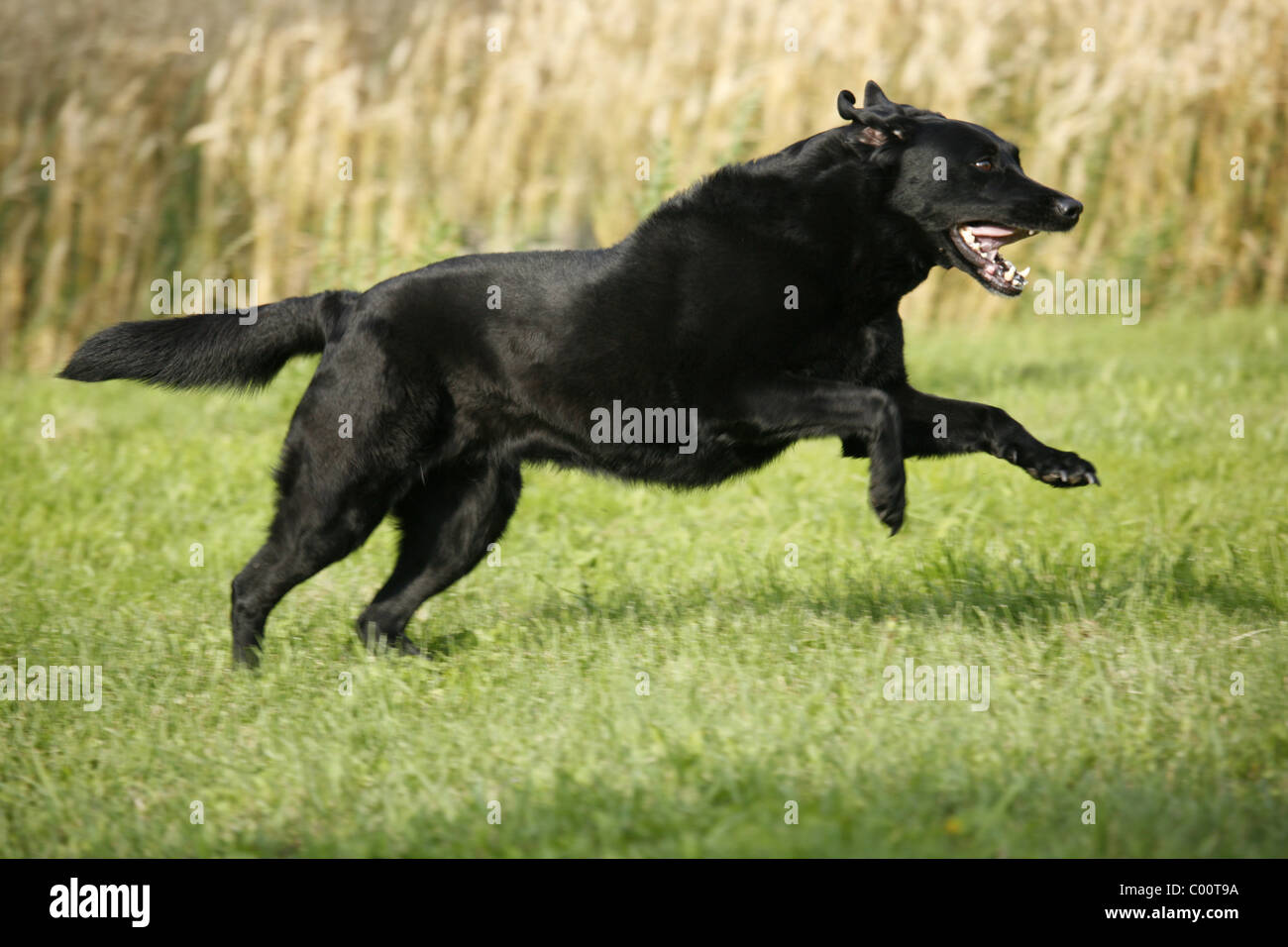 schwarzer Hund / black dog Stock Photo - Alamy