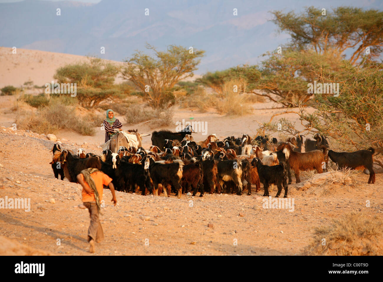 Shepherd and goats at Wadi Araba, Jordan Stock Photo - Alamy