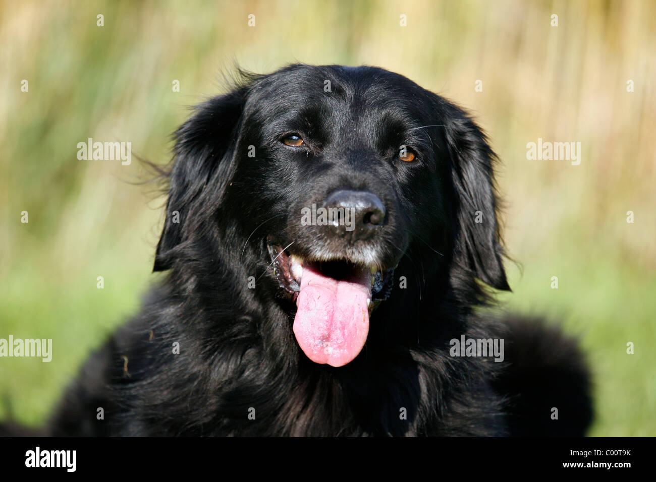 schwarzer Hund / black dog Stock Photo - Alamy