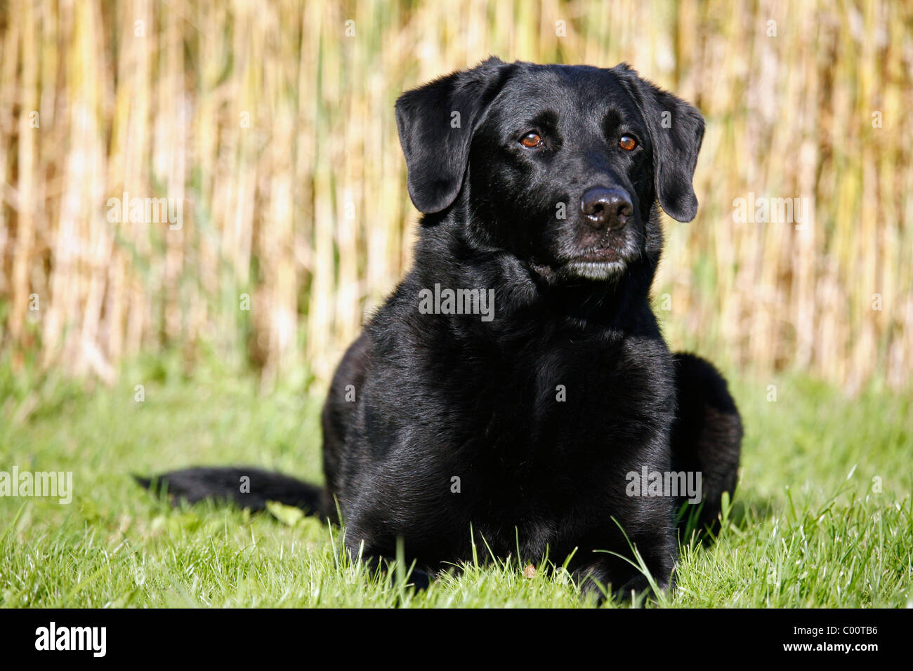 schwarzer Hund / black dog Stock Photo - Alamy
