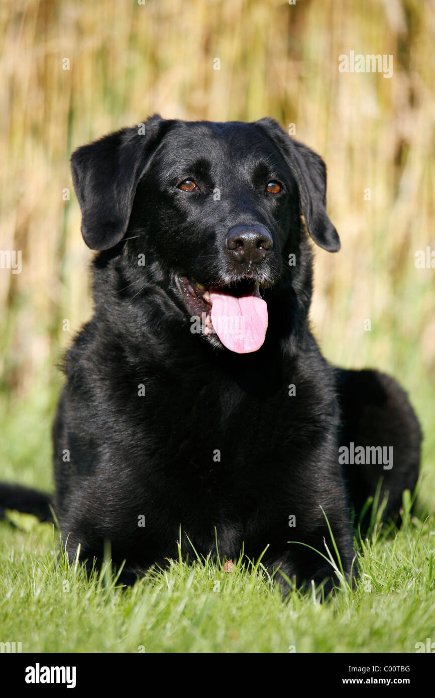 schwarzer Hund / black dog Stock Photo - Alamy