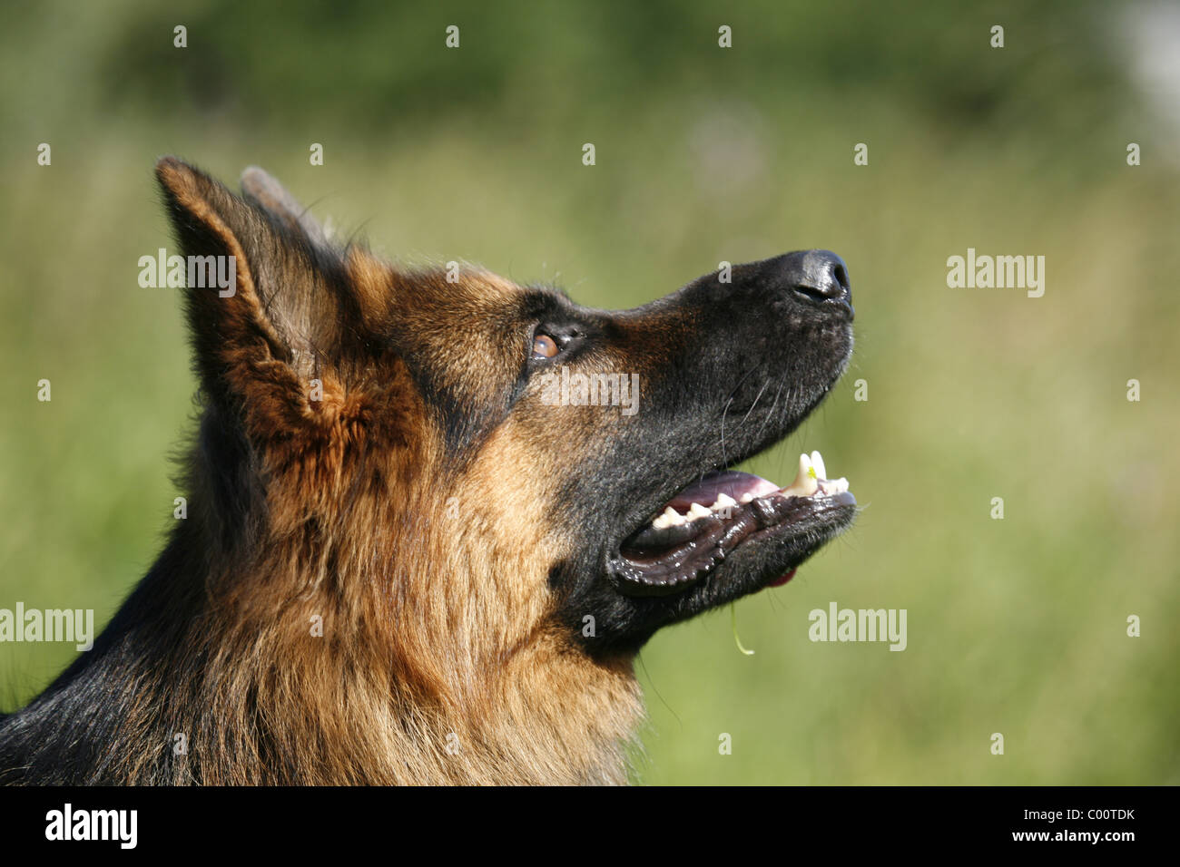 Deutscher Schäferhund Portrait / German Shepherd Stock Photo - Alamy
