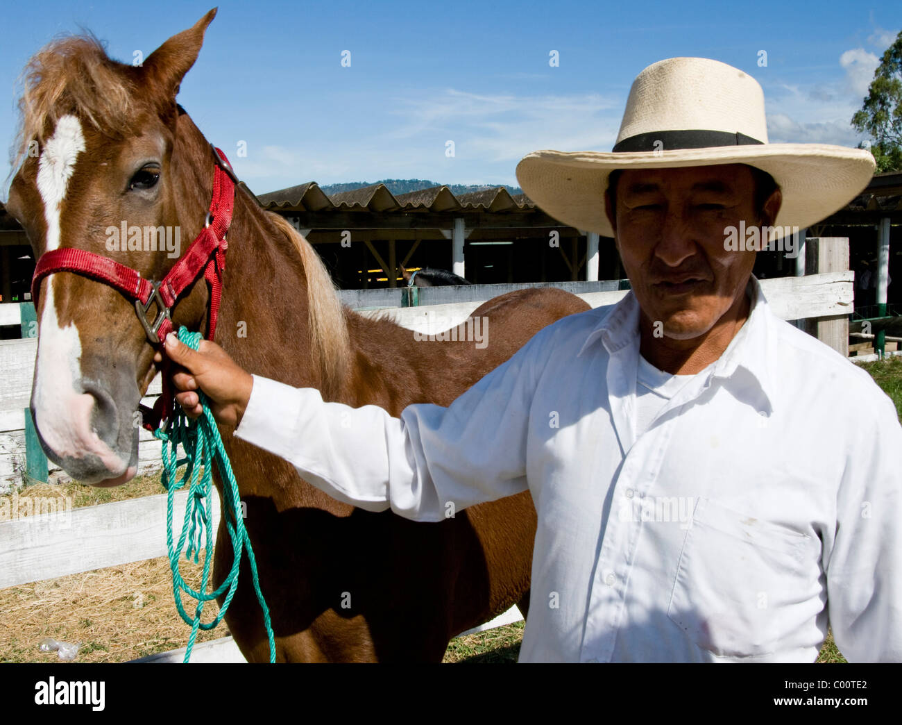 Peruvian paso horse hi-res stock photography and images - Alamy