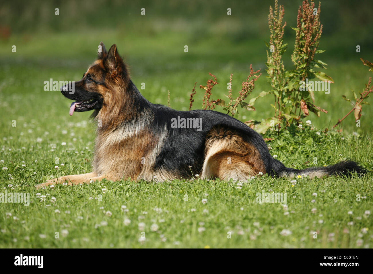 Side profile german shepherd dog hi-res stock photography and images ...
