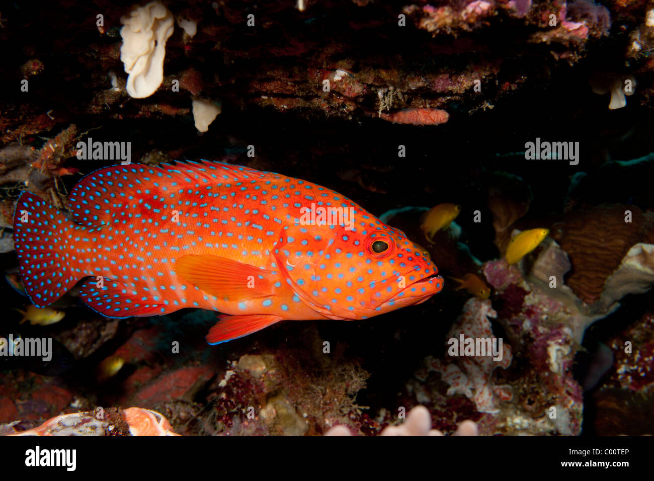 Spotted grouper fish hi-res stock photography and images - Alamy