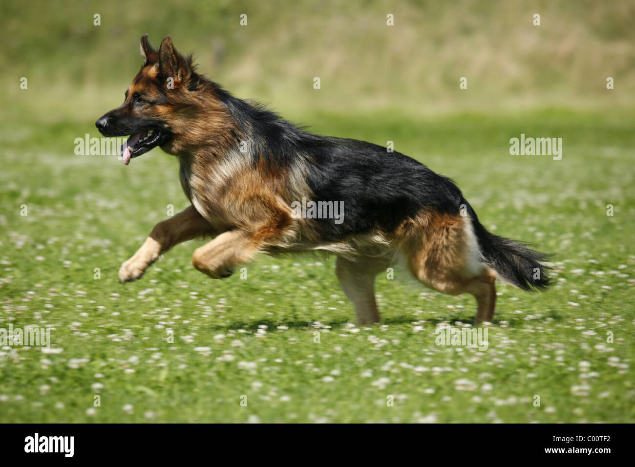Deutscher galopp hi-res stock photography and images - Alamy