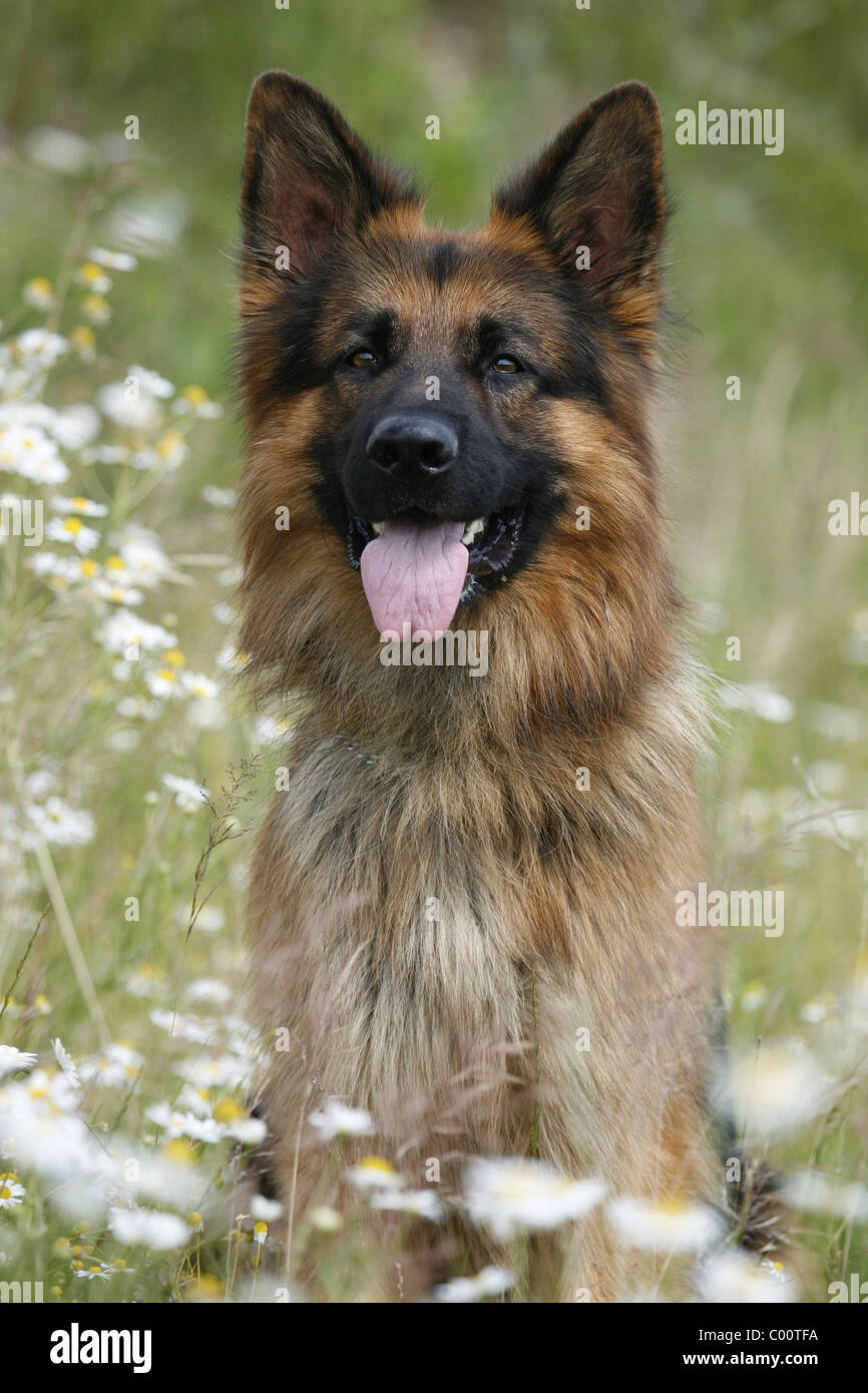 Deutscher Schäferhund Portrait / German Shepherd Stock Photo - Alamy