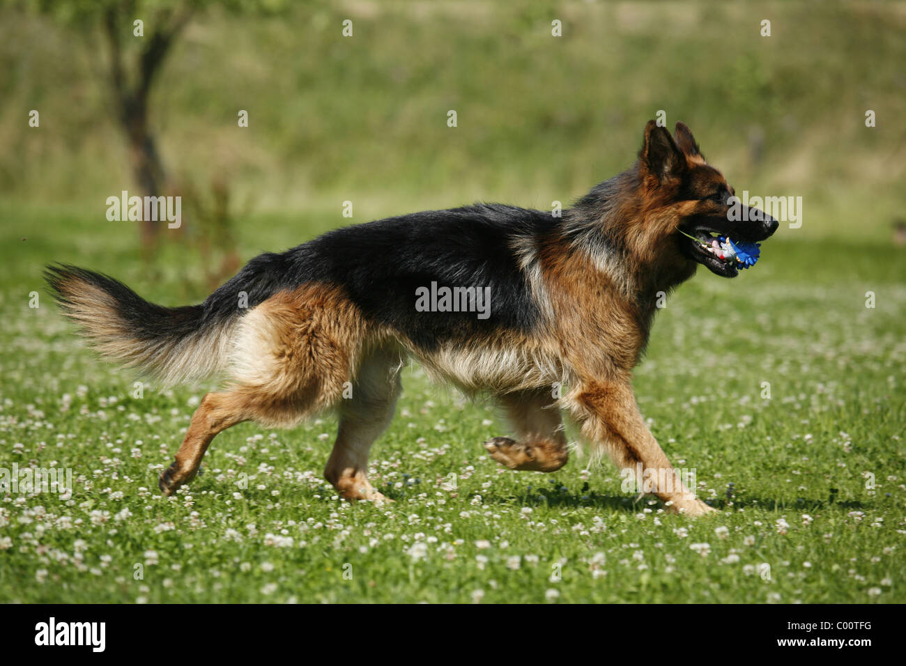 Deutscher Schäferhund / German Shepherd Stock Photo - Alamy