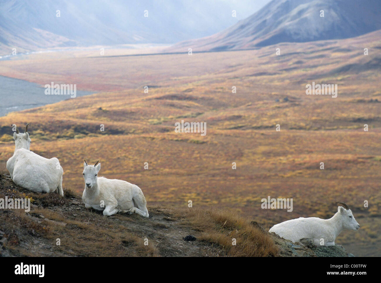 Dall sheep, dall ram, dall ewe, sheep, Denali National Park, Denali ...