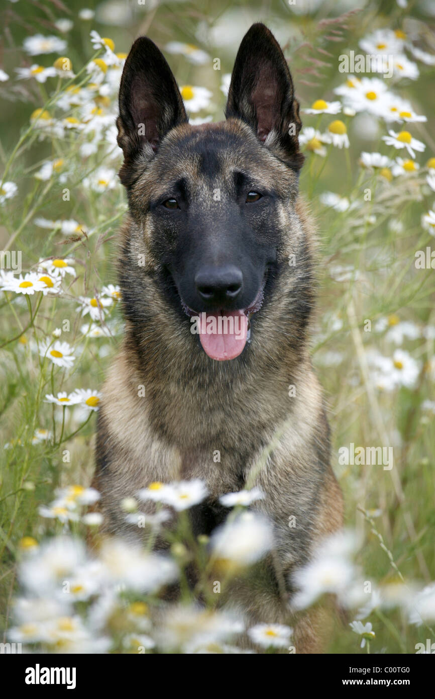 Hund malinois hi-res stock photography and images - Alamy