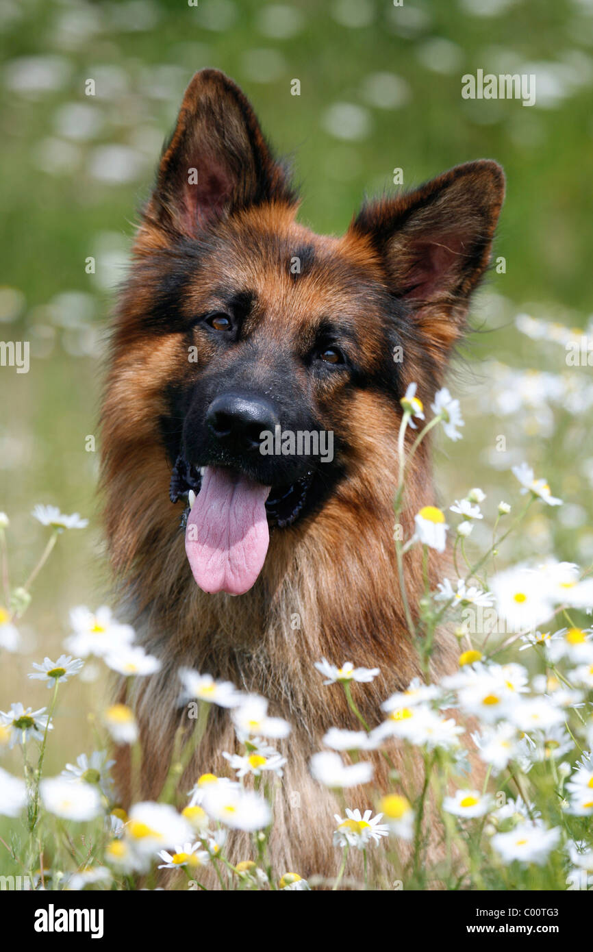 German shepherds hi-res stock photography and images - Alamy