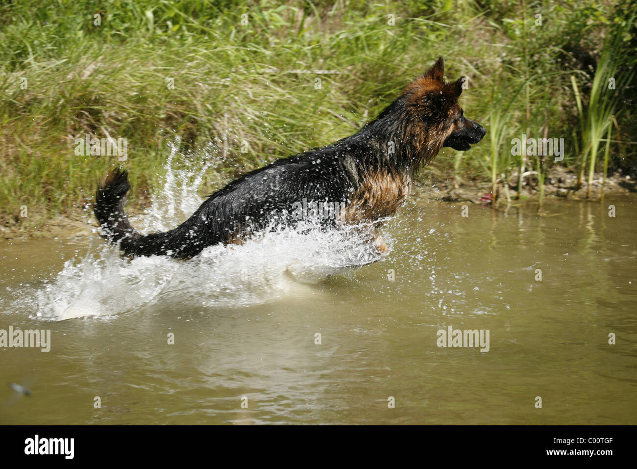 Deutscher galopp hi-res stock photography and images - Alamy