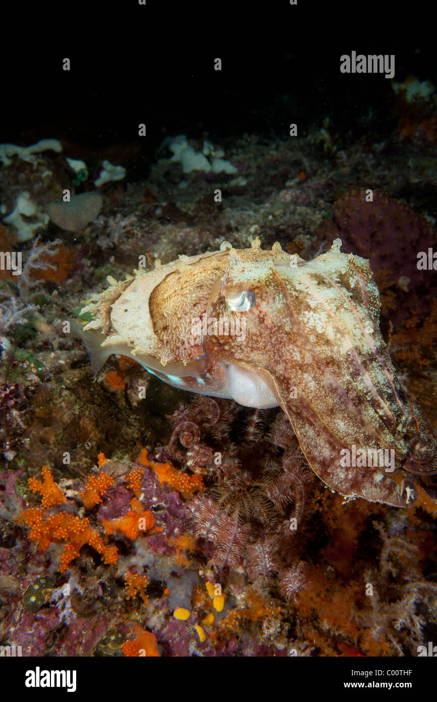 Cuttlefish on coral reef Stock Photo - Alamy