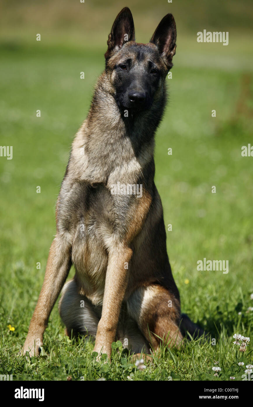 Malinois dog dogs hi-res stock photography and images - Alamy