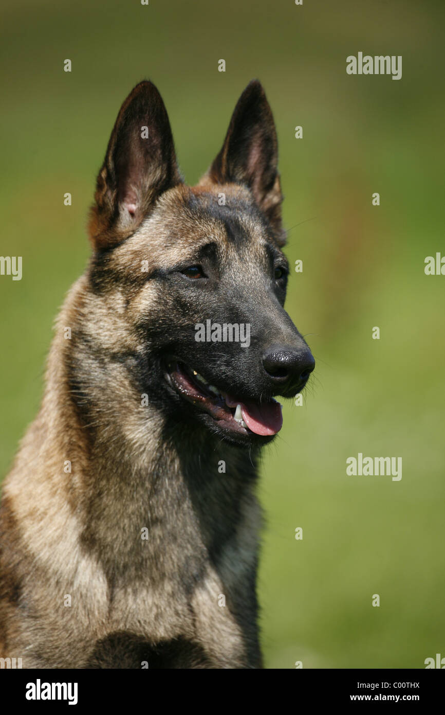 Belgian malinois head hi-res stock photography and images - Alamy