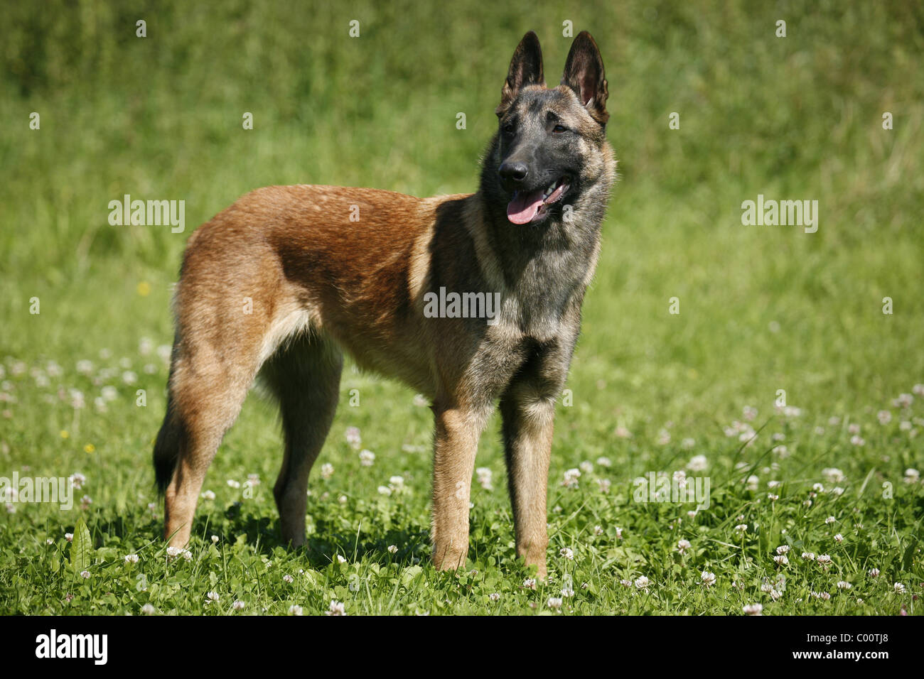 Belgian malinois standing hi-res stock photography and images - Alamy