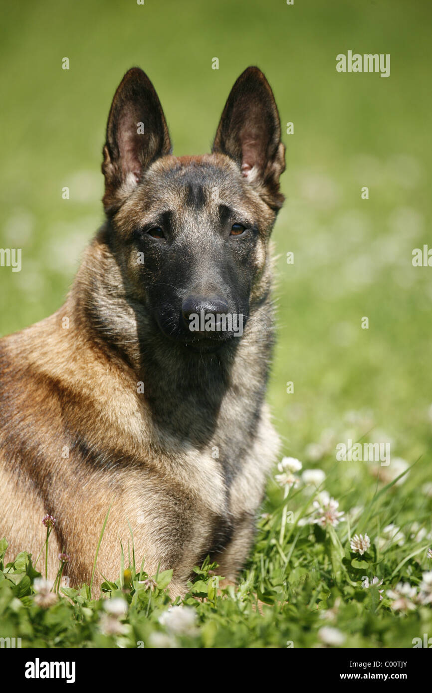 Hund malinois hi-res stock photography and images - Alamy